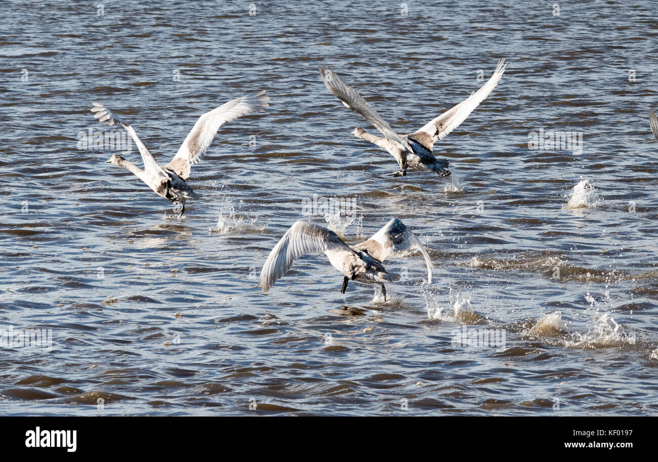 Swans taking off take off hi-res stock photography and images - Alamy