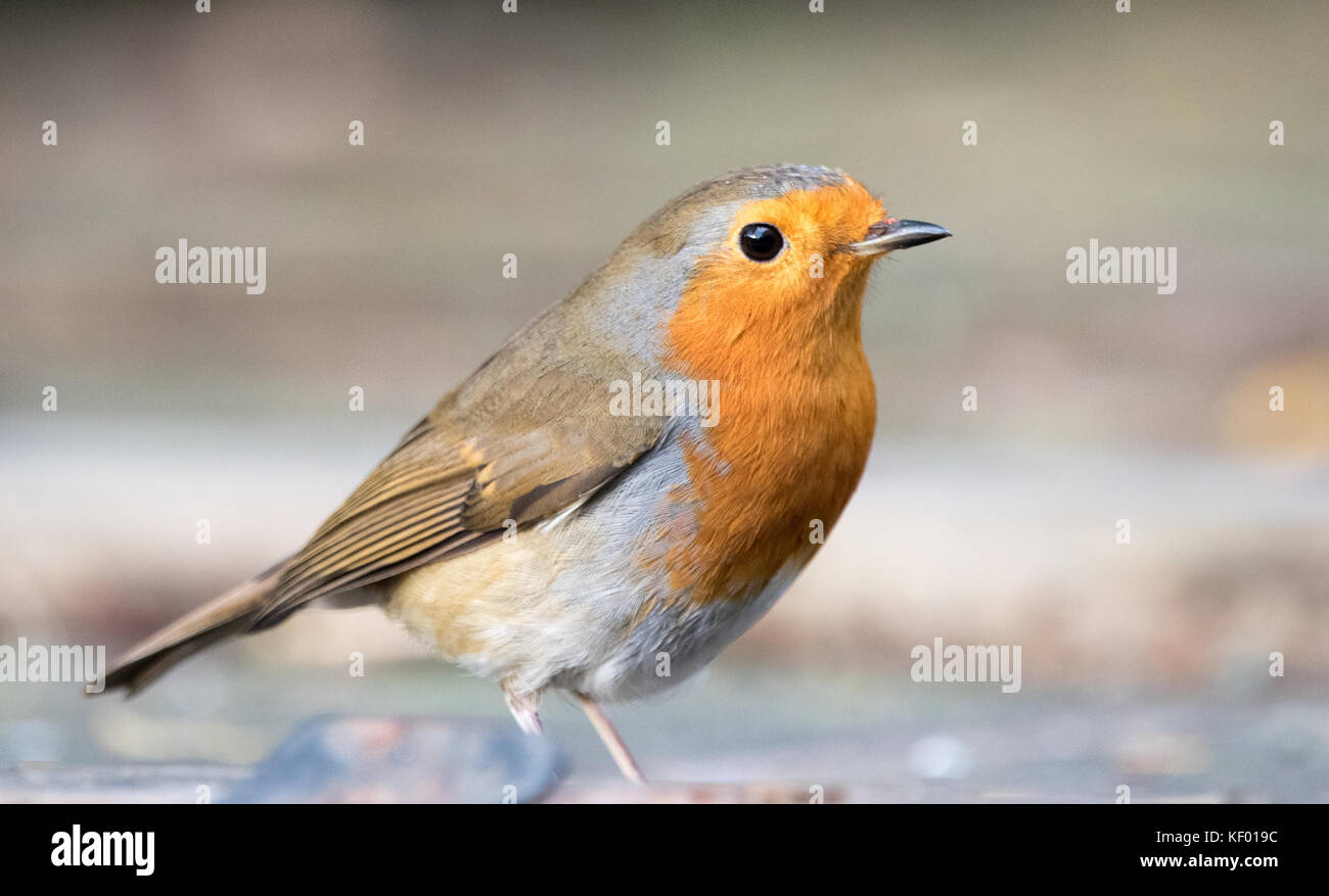 Close up robin hi-res stock photography and images - Alamy