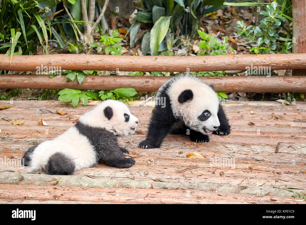 Four Adorable Panda Cubs Playing On The Slide