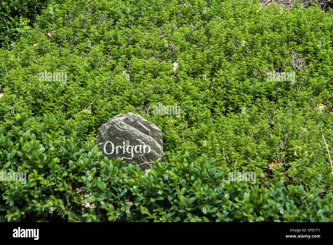 Closeup of a labelled oregano bush in a French garden Stock Photo - Alamy