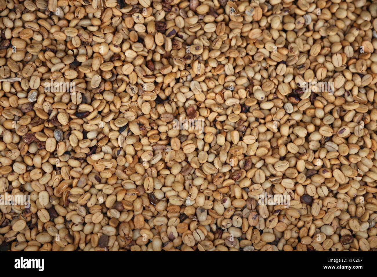 'Washed process' arabica coffee beans drying, El Trapiche (Sugar Mill ...