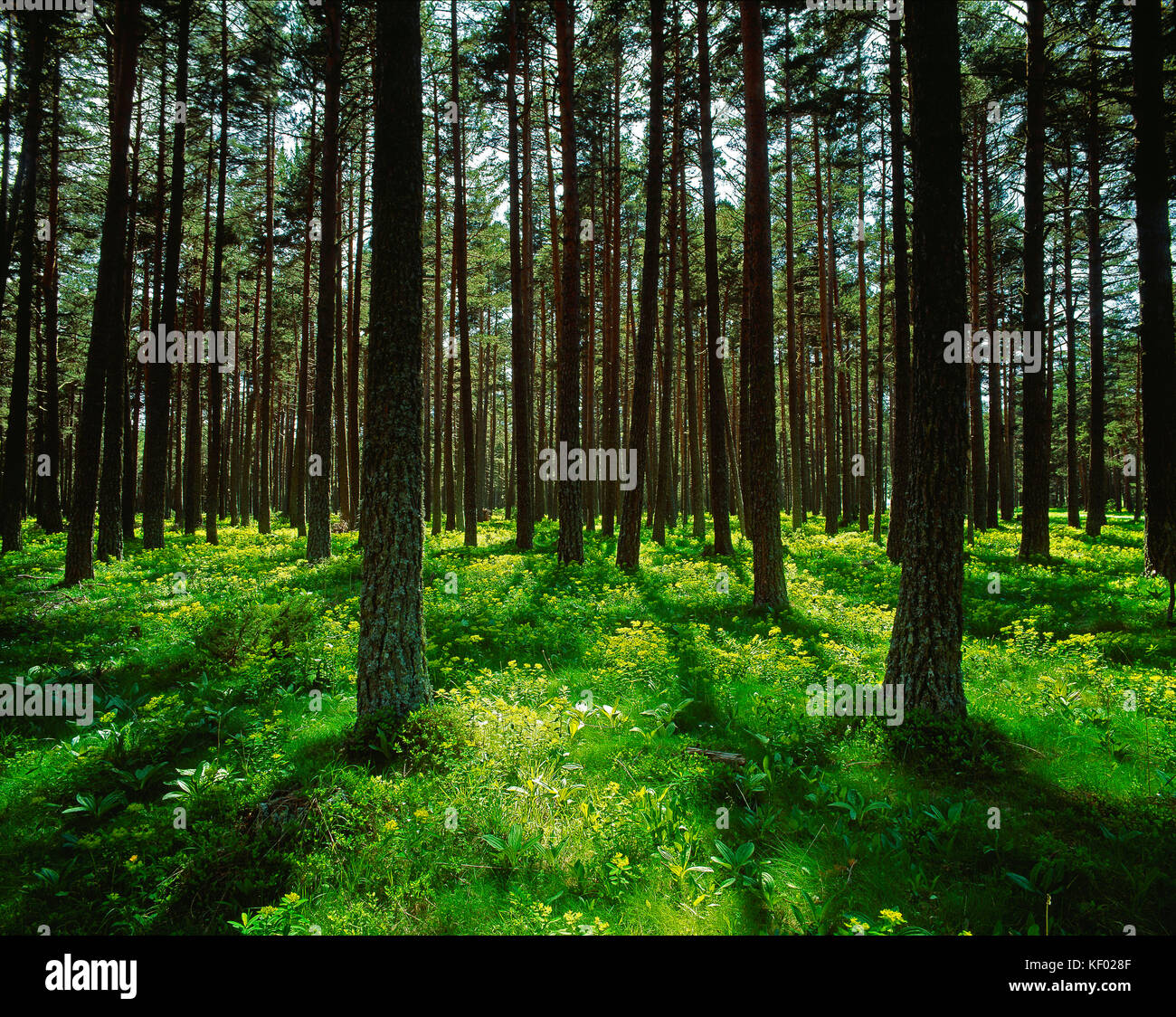 Pines forest france hi-res stock photography and images - Alamy