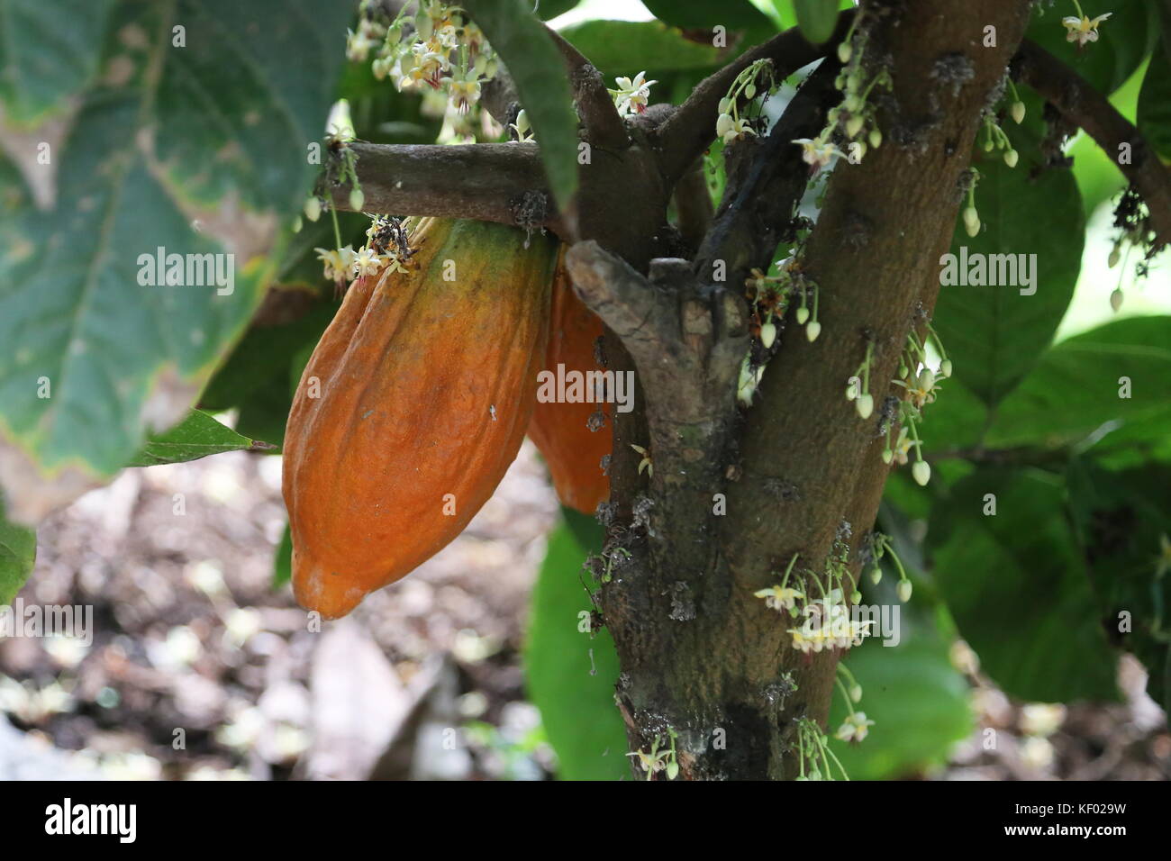 Costa rica cocoa hi-res stock photography and images - Alamy