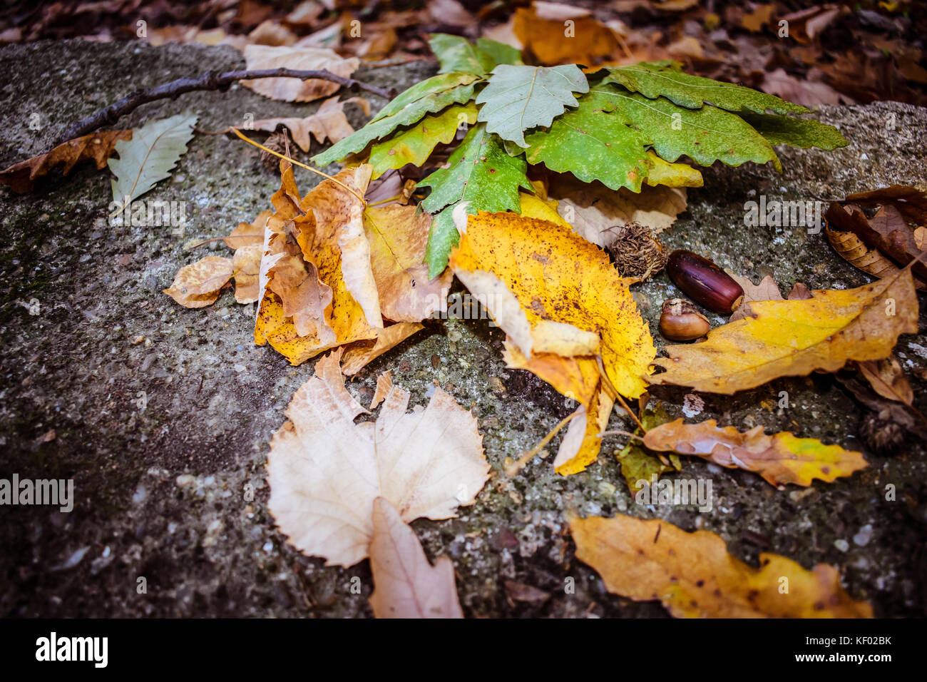 Close up acorns growing on hi-res stock photography and images - Alamy