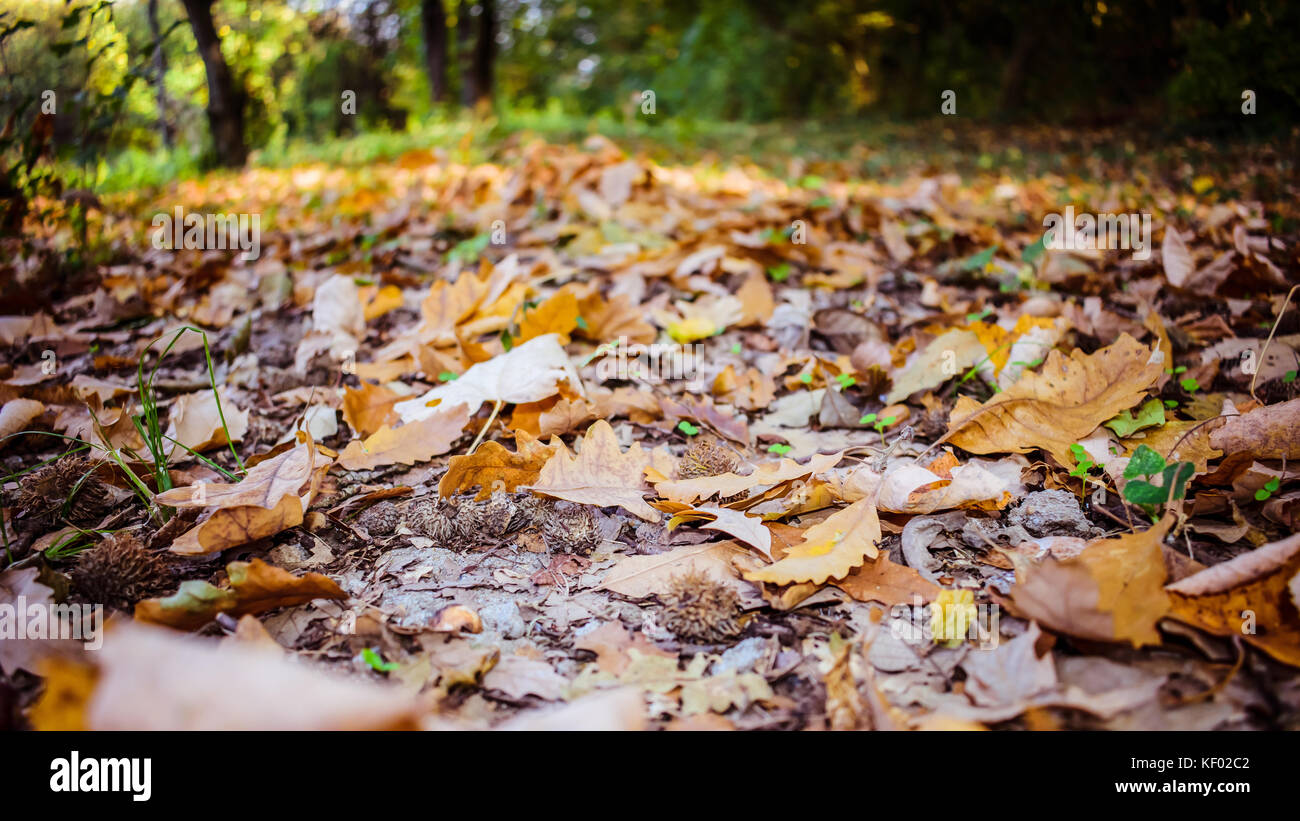 Autumn Leaves In The Forest, Beautiful Fall Background Stock Photo - Alamy