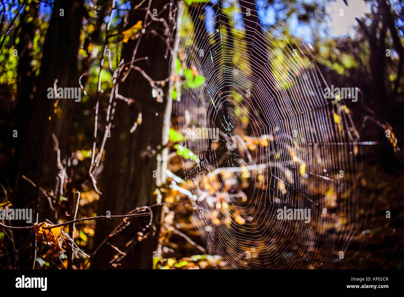Spider Web Among The Trees, Lit By The Sun's Rays Stock Photo - Alamy