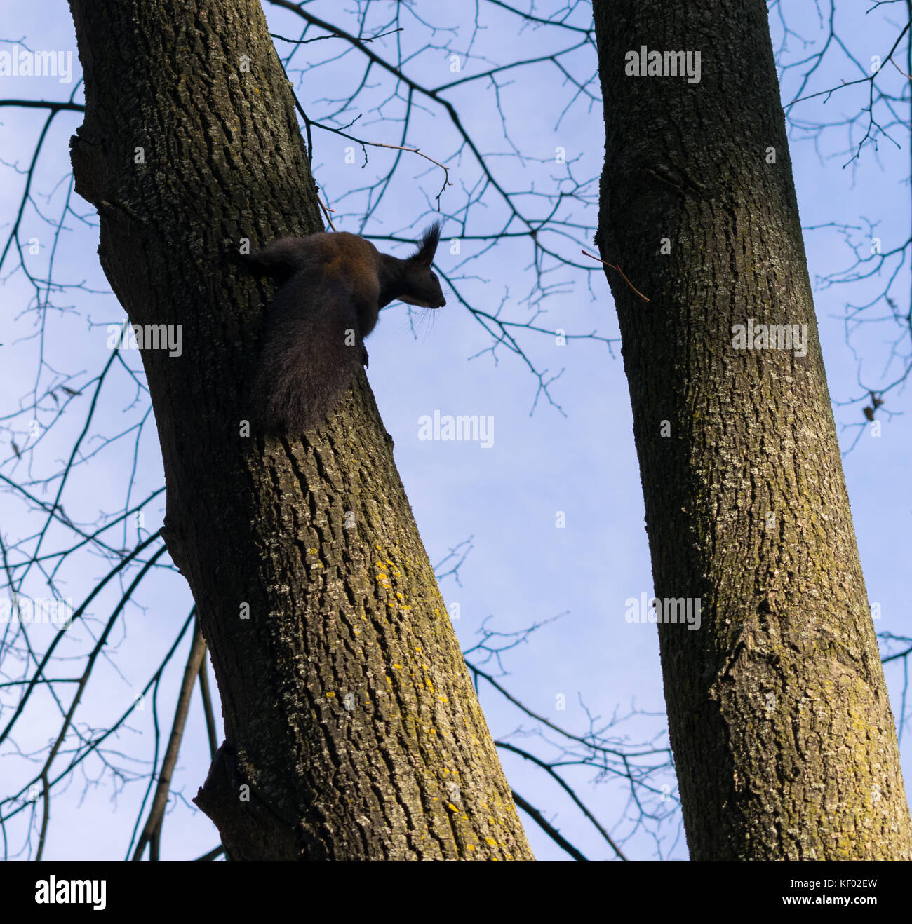 Scared squirrel in a tree sciurus carolinensis Stock Photo - Alamy