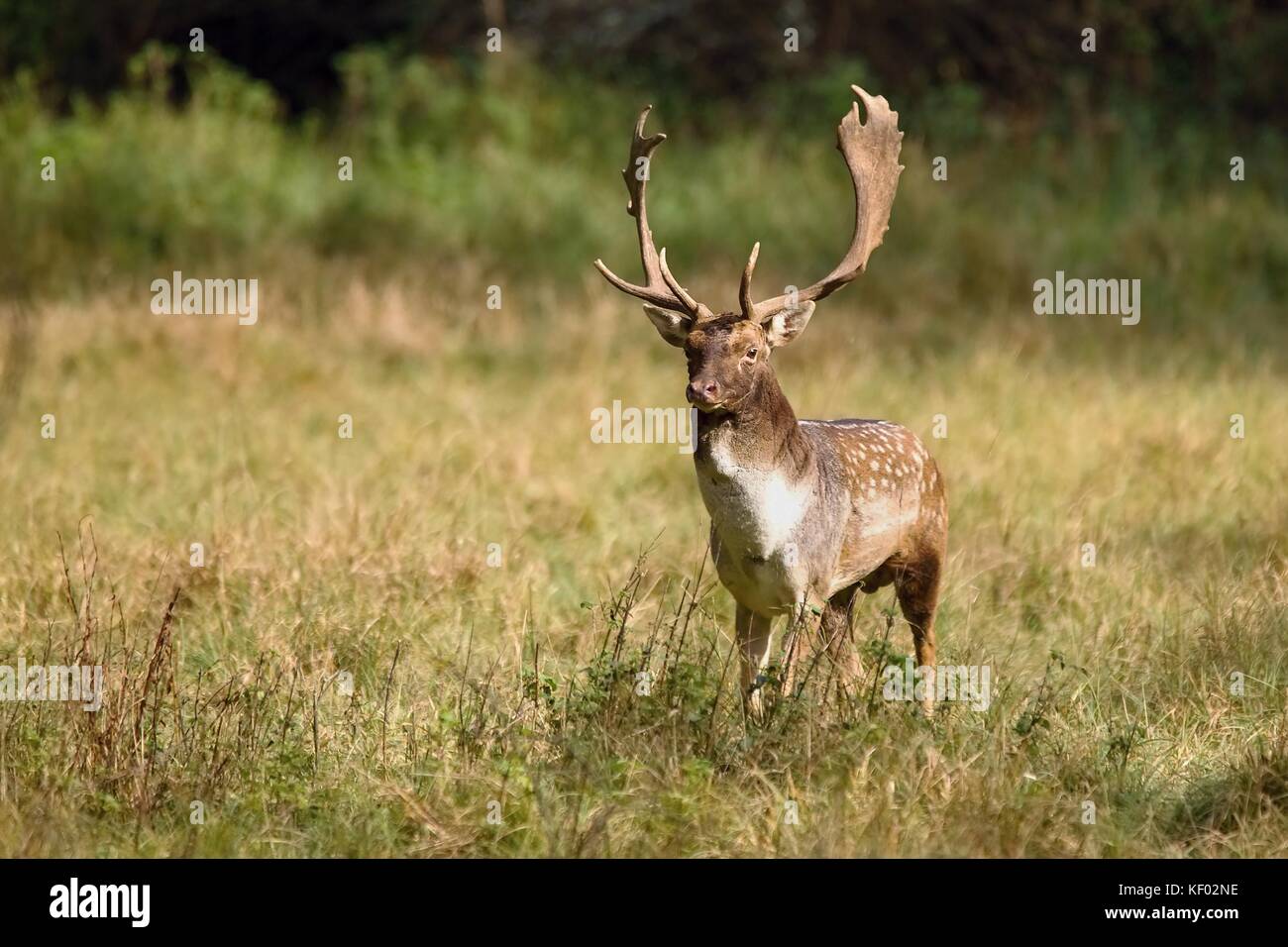 Beautiful fallow deer male (dama dama) in autumn forest Stock Photo - Alamy