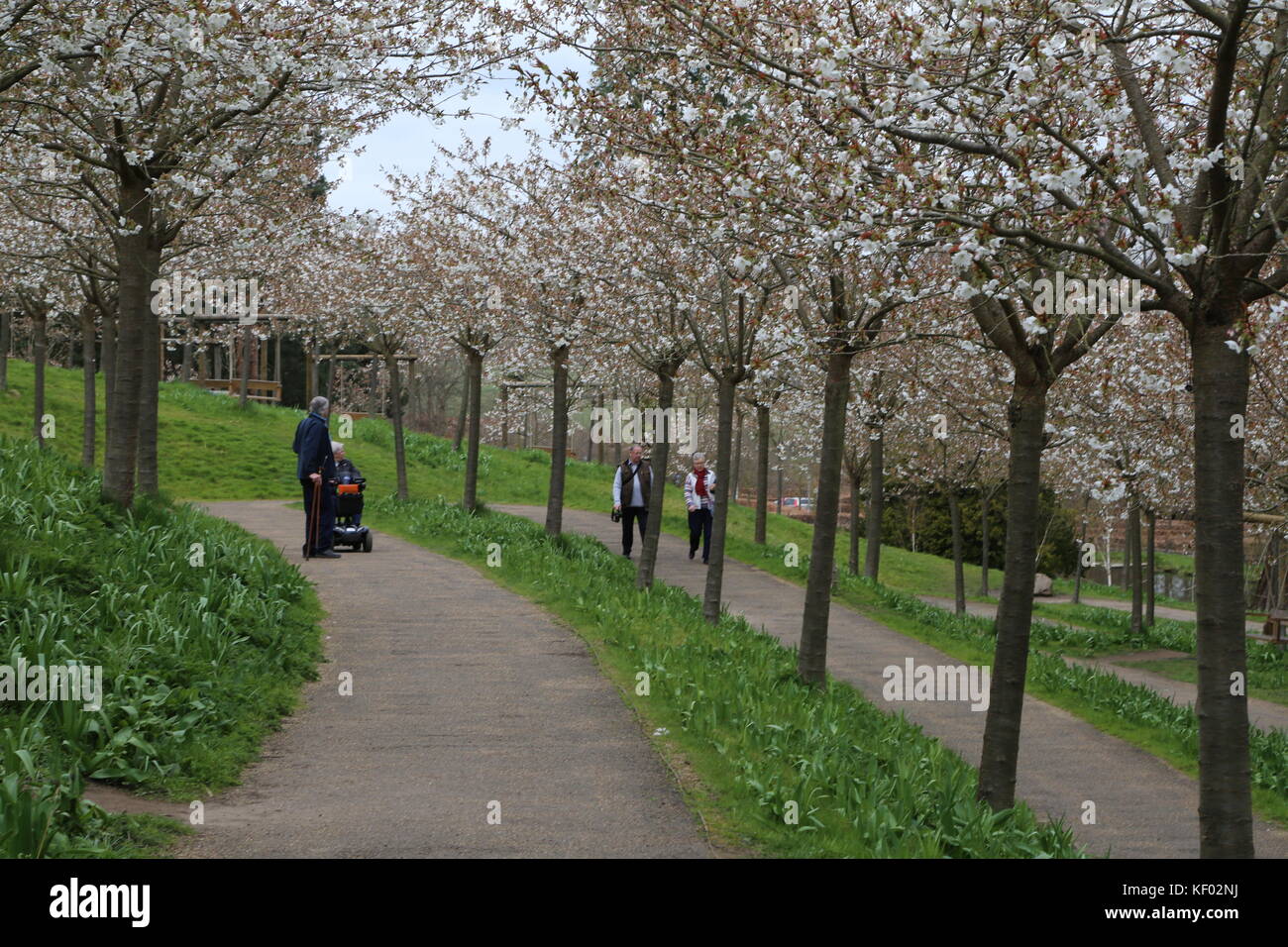 The Alnwick Garden in Alnwick, Northumberland Stock Photo - Alamy