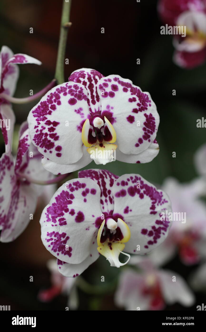 Pflanze hauspflanze hi-res stock photography and images - Alamy