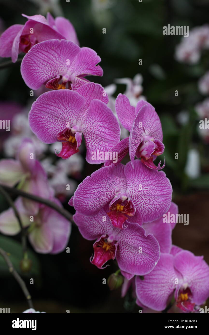 Orchids / Beautiful orchids Stock Photo - Alamy