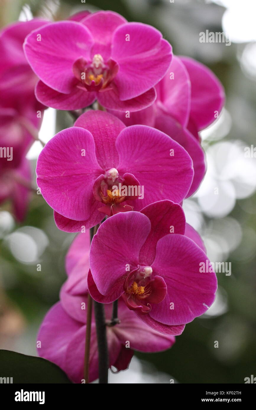 Orchids / Beautiful orchids Stock Photo - Alamy