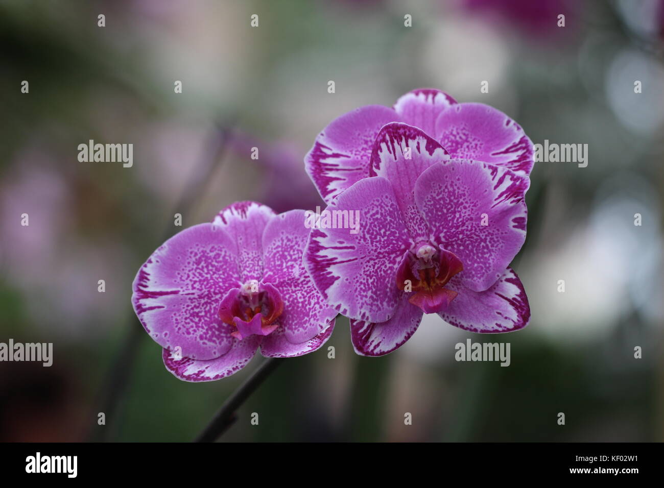Orchids / Beautiful orchids Stock Photo - Alamy