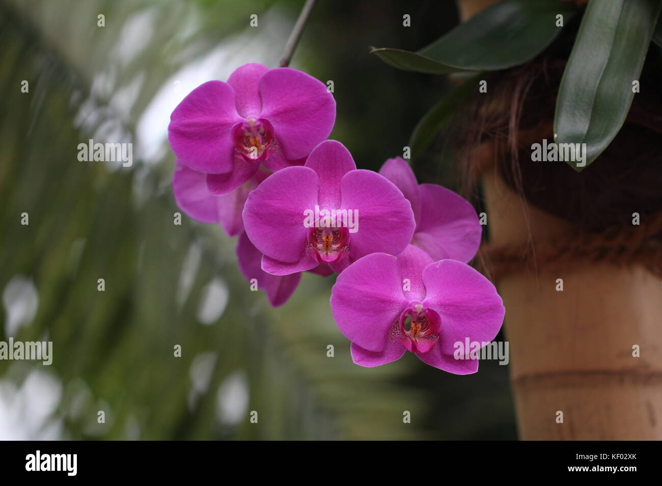 Orchids / Beautiful orchids Stock Photo - Alamy