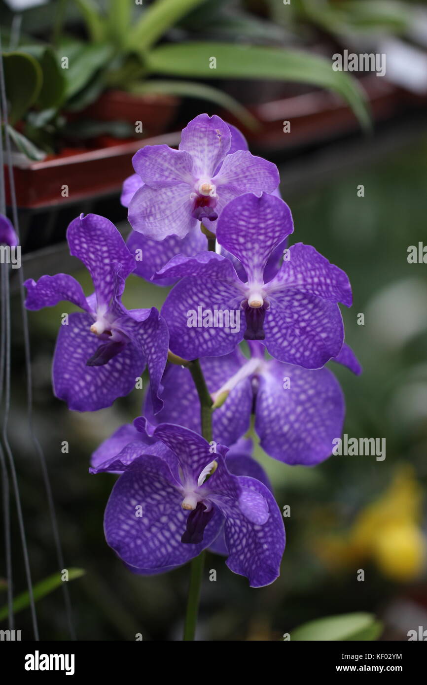 Orchids / Beautiful orchids Stock Photo - Alamy