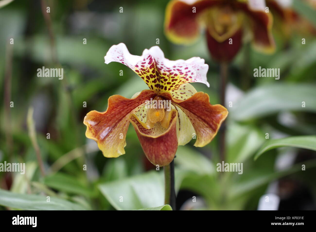Orchids / Beautiful orchids Stock Photo - Alamy