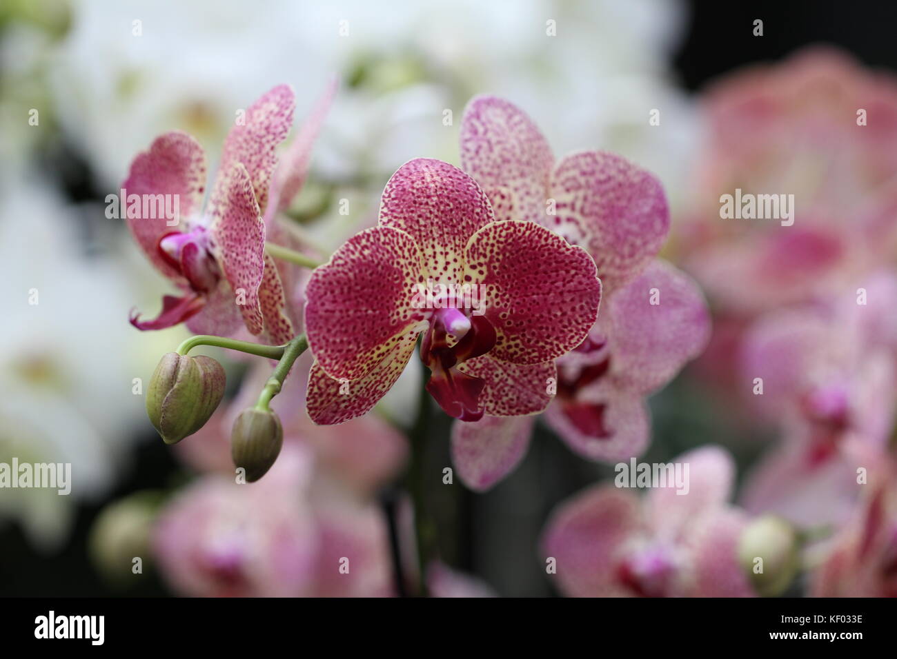 Orchids / Beautiful orchids Stock Photo - Alamy