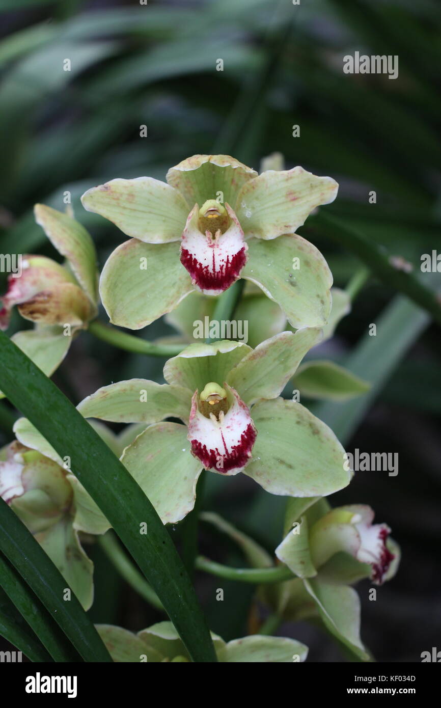 Orchids / Beautiful orchids Stock Photo - Alamy