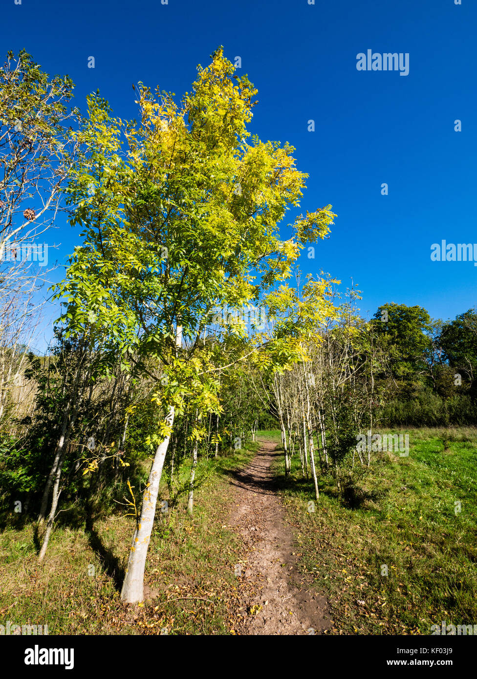Copse path trees woods hi-res stock photography and images - Alamy
