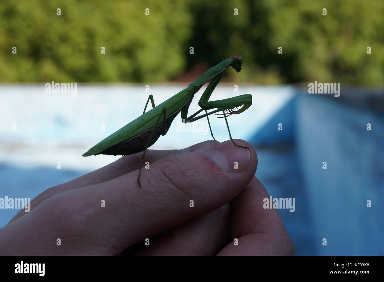 Human species hi-res stock photography and images - Alamy