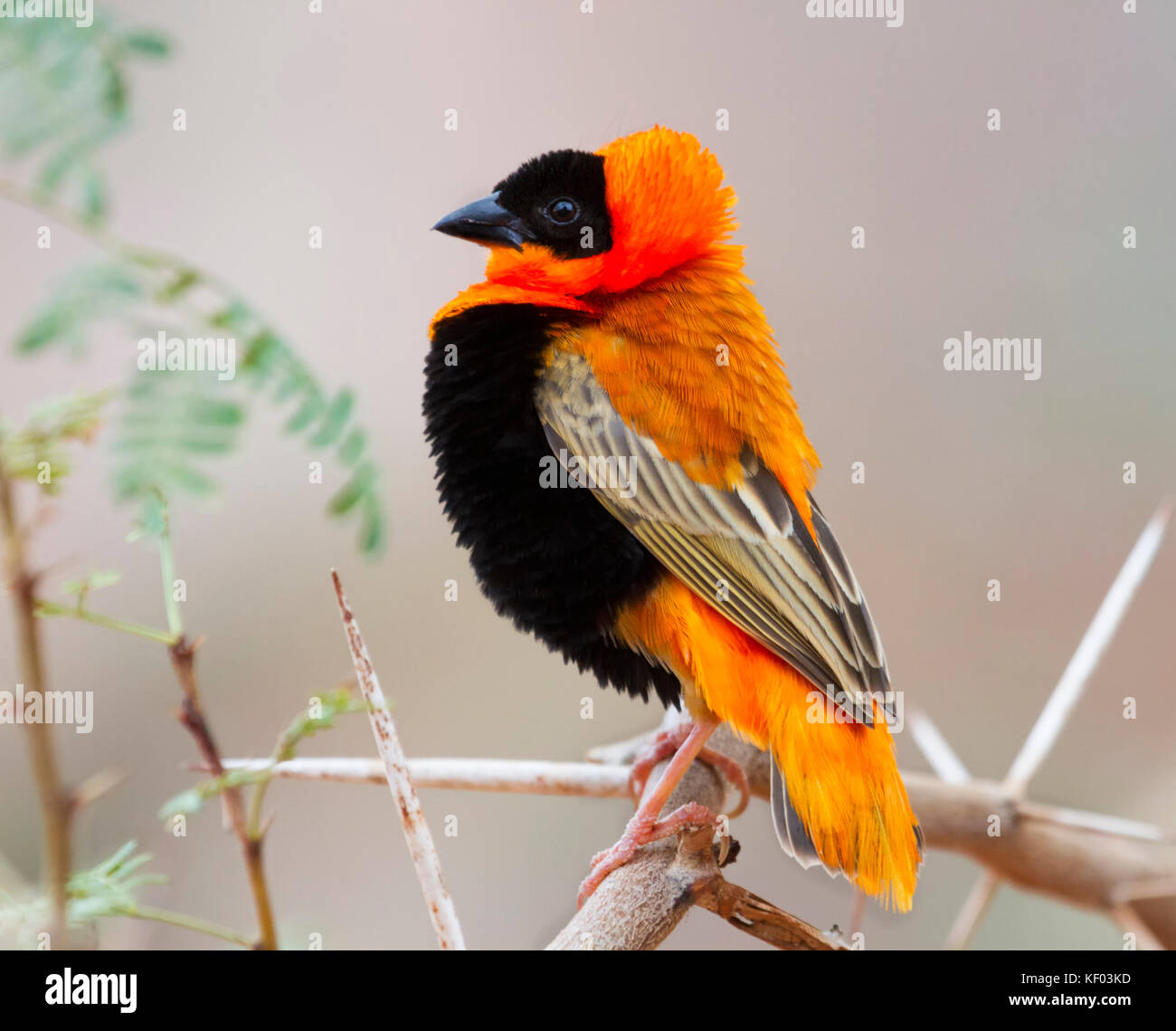 The northern red bishop Stock Photo - Alamy