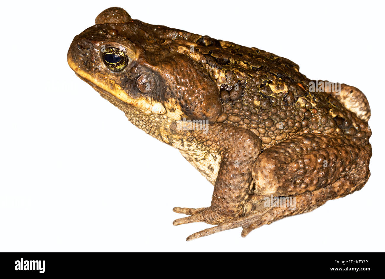 Cane toad hi-res stock photography and images - Alamy