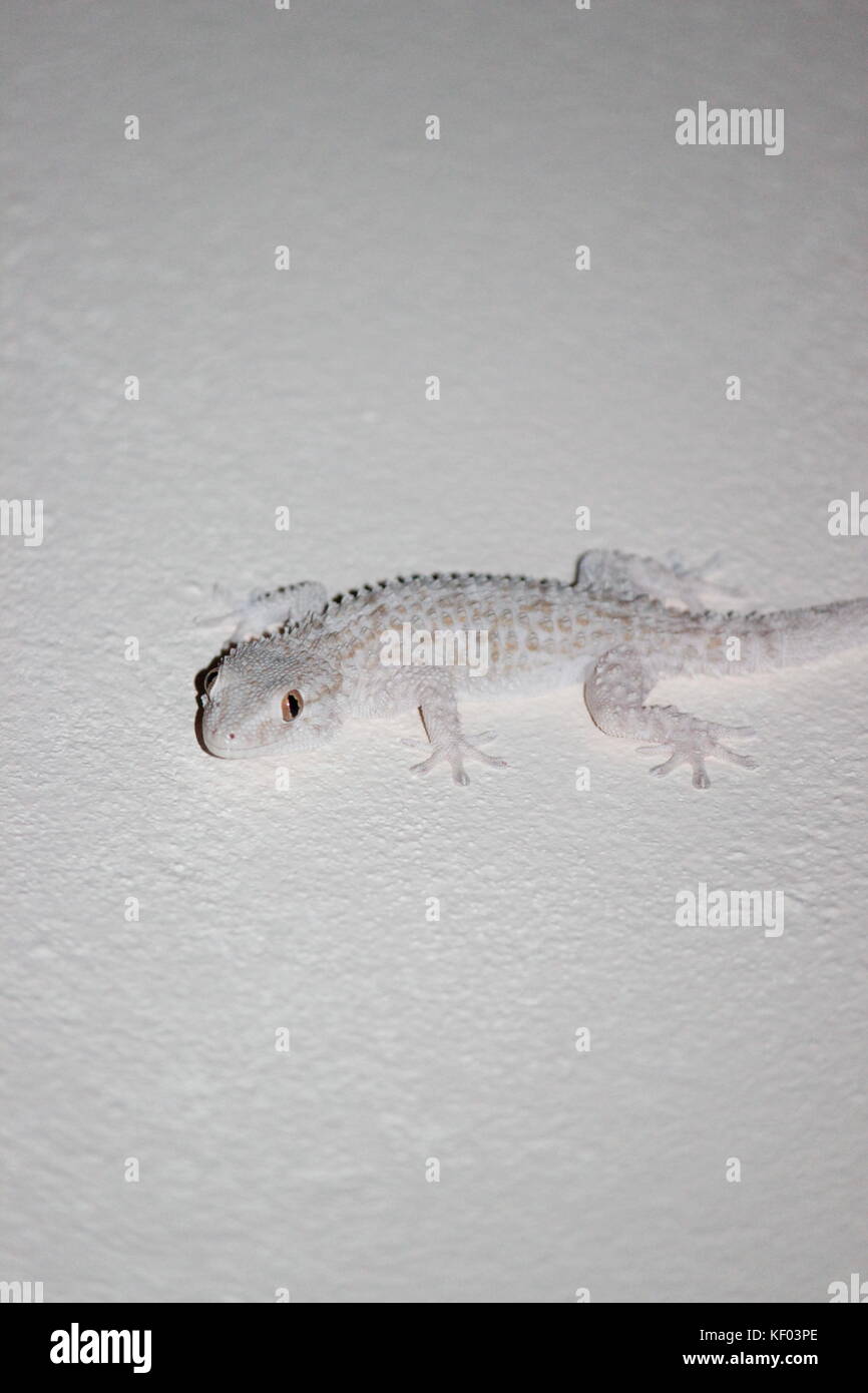 Image of a tiny gecko on a white wall. The main feature of this animal ...