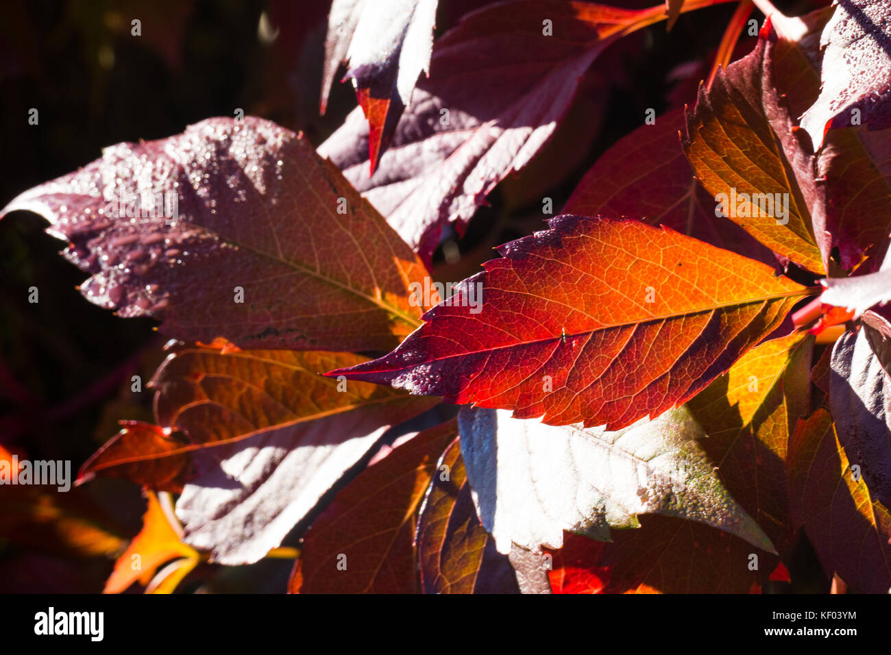 Red autumn leaves Stock Photo - Alamy