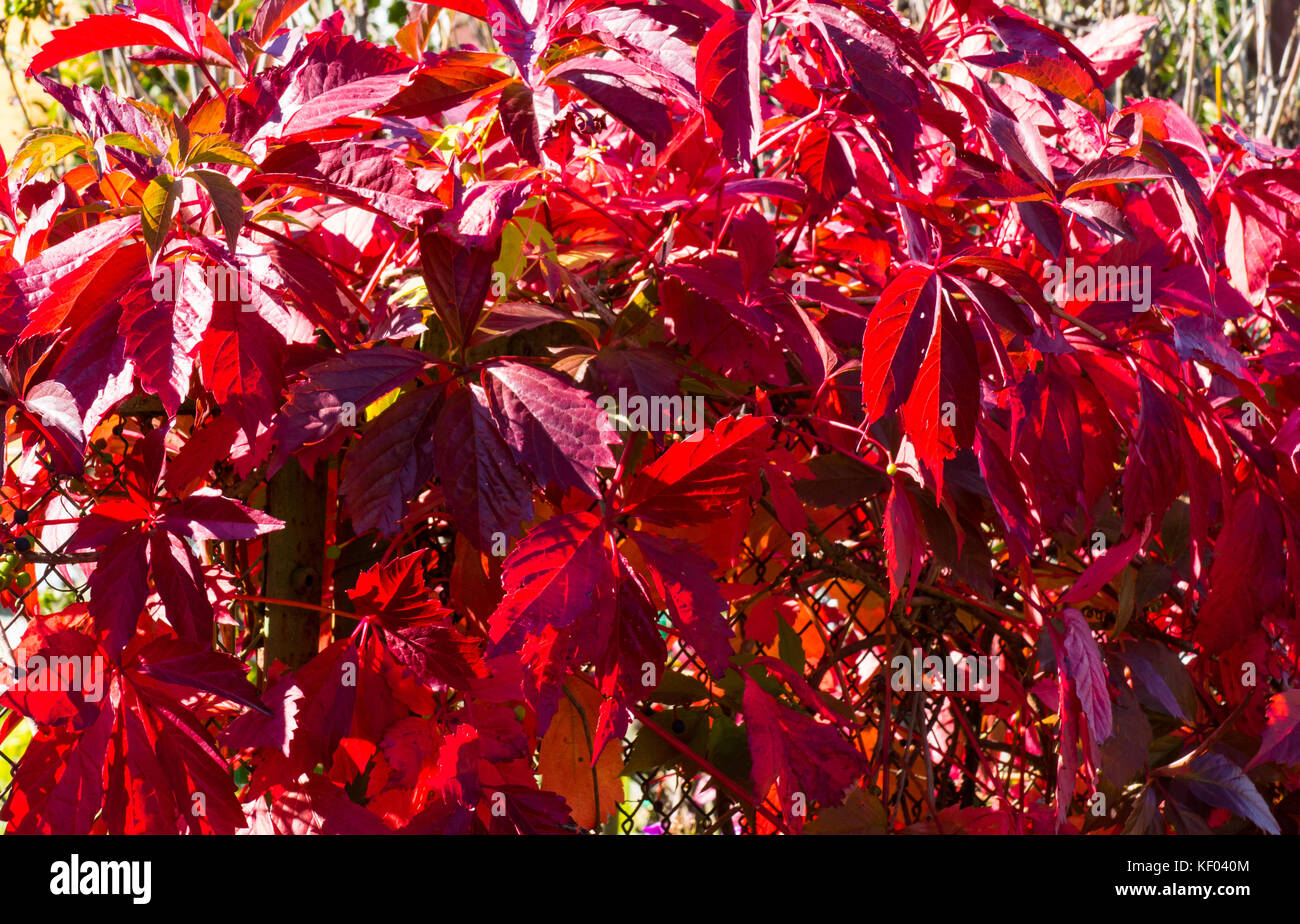 Red and yellow fall maple leaves with forest hi-res stock photography ...