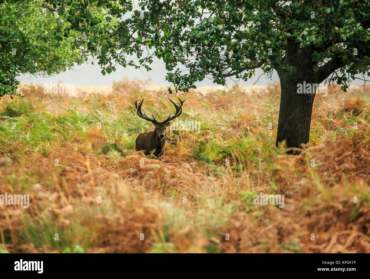 Red Deer in Autumn Stock Photo - Alamy