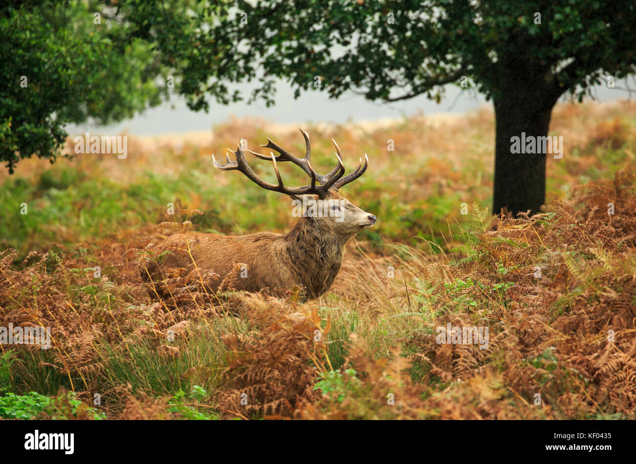 Red Deer in Autumn Stock Photo - Alamy