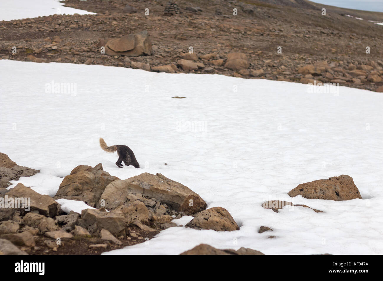 Arctic fox Vulpes lagopus, a brown phase fox looks for food ...