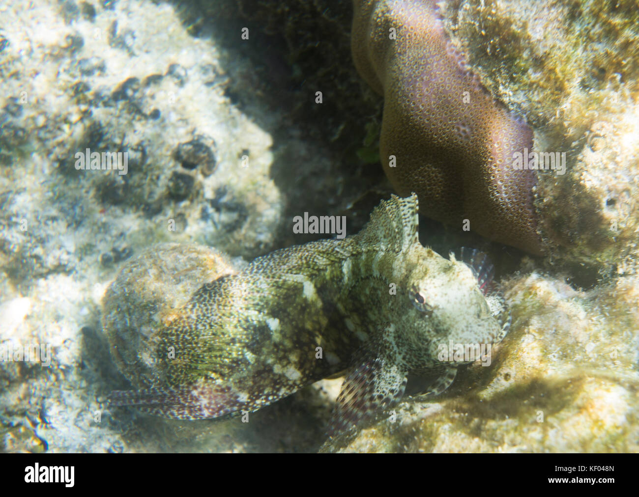 Salarias hi-res stock photography and images - Alamy