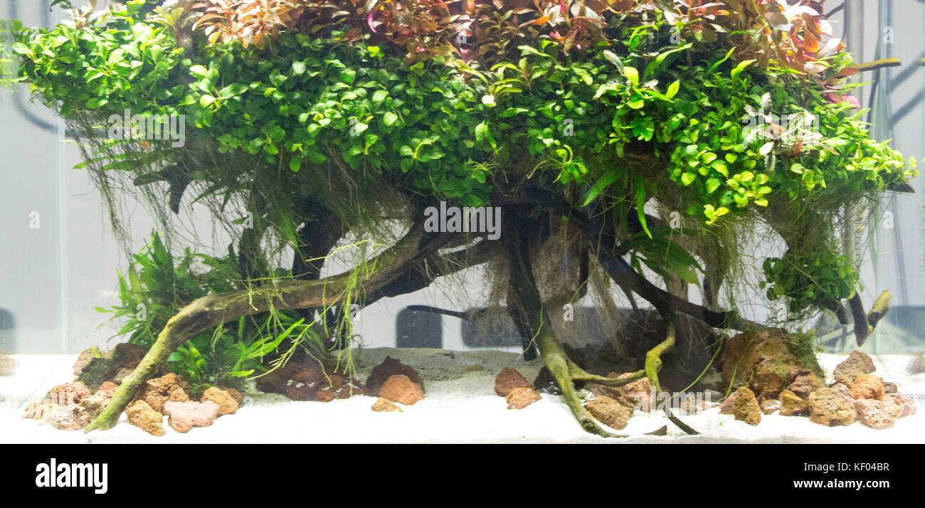 Beautiful planted aquarium close view Stock Photo - Alamy