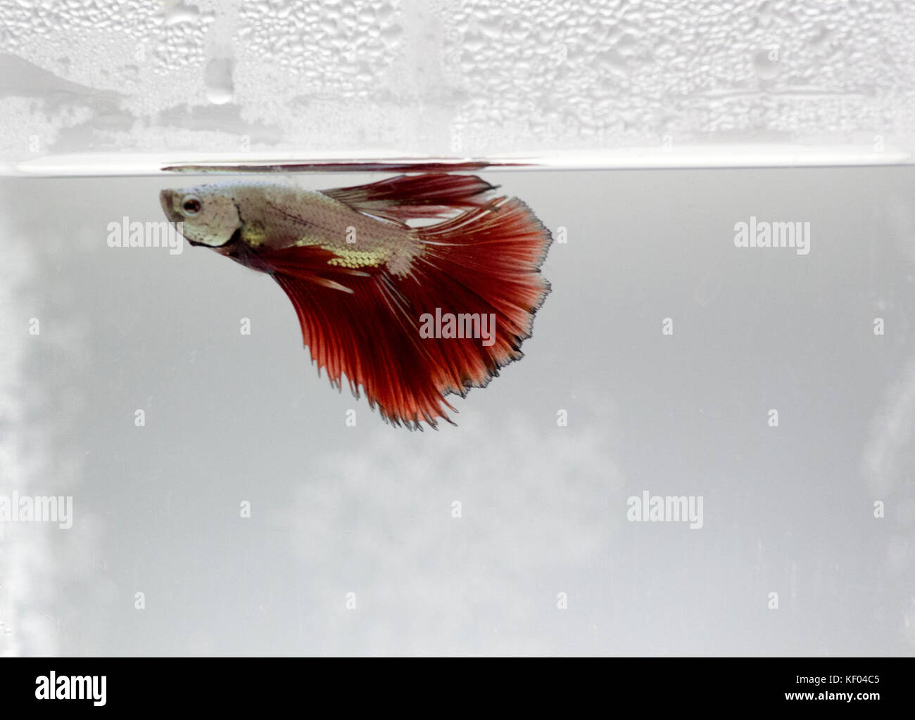 betta splendens fish close up view Stock Photo - Alamy