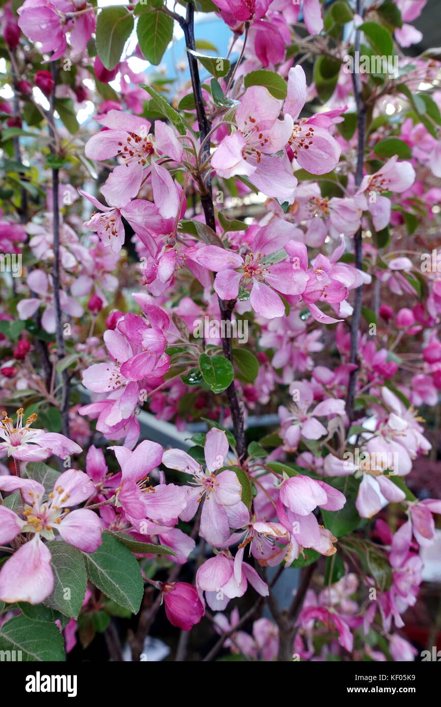 Crab Apple Malus Rejzam tree in full bloom Stock Photo - Alamy