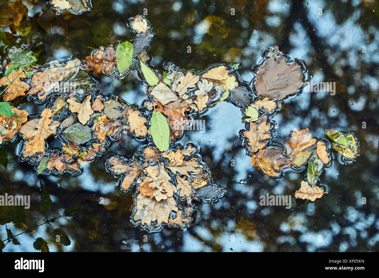 Colorful autumn leaves floating on the water surface Stock Photo - Alamy