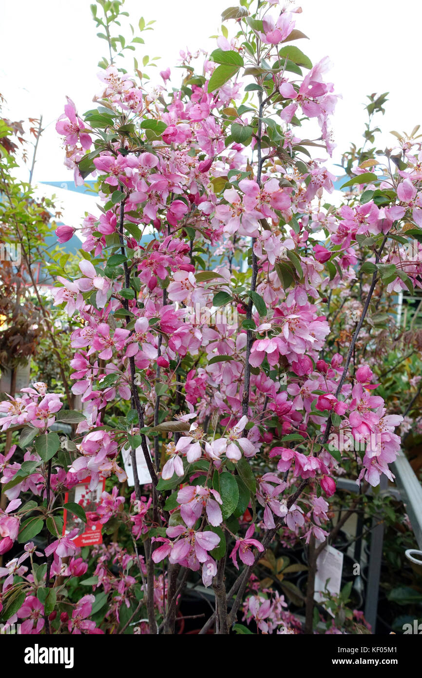 Crab Apple Malus Rejzam tree in full bloom Stock Photo - Alamy