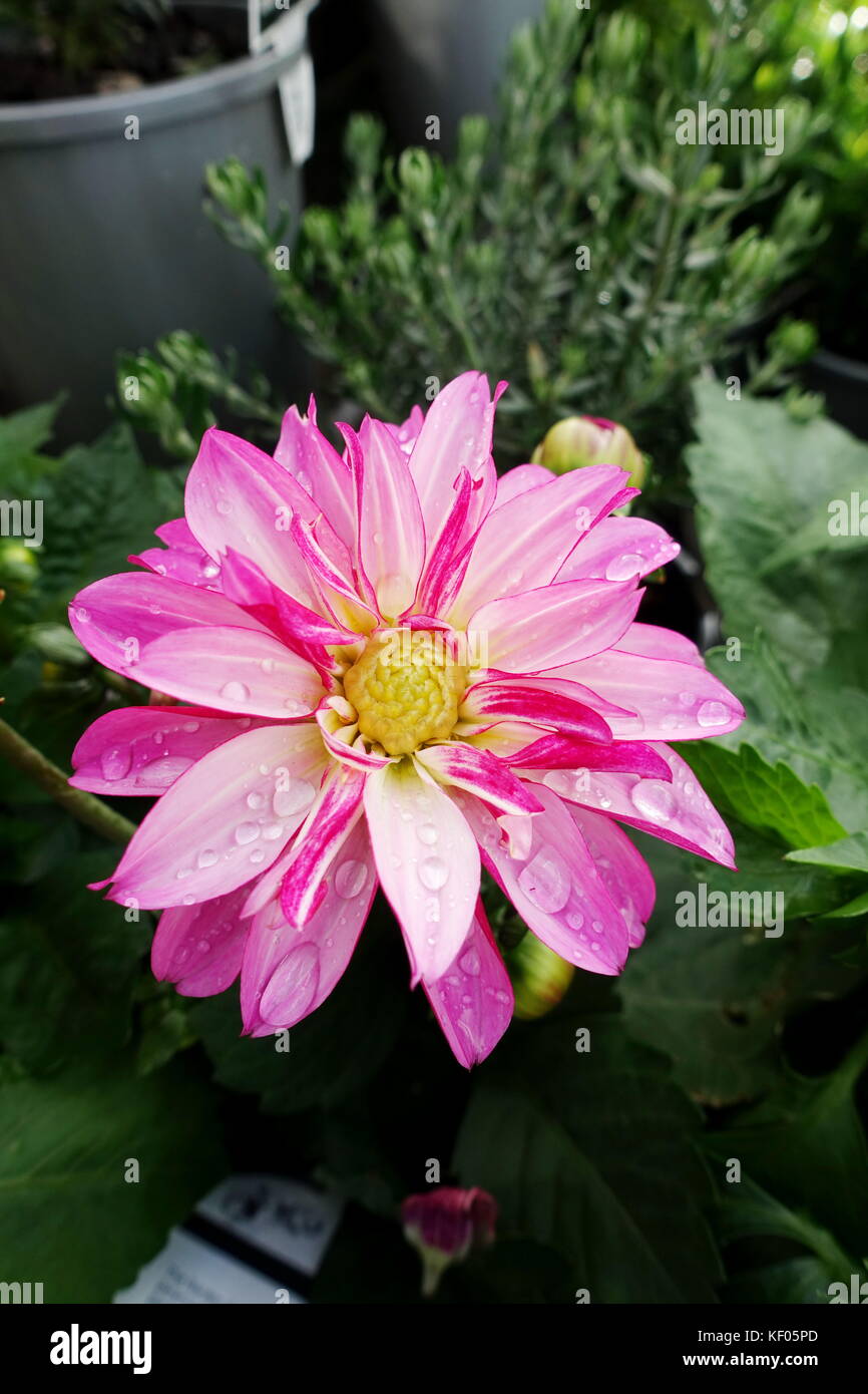 Dahlia x hybrida or known as Dahlia in full bloom after rain Stock ...