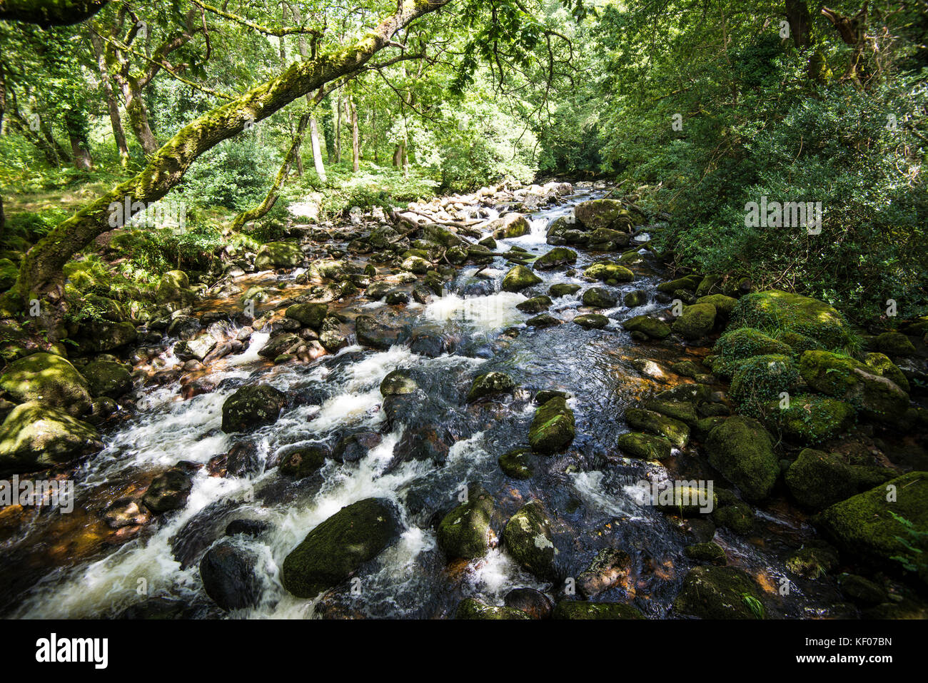 Dewerstone Wood, Dartmoor. Devon. Upper reaches of River Plym ...