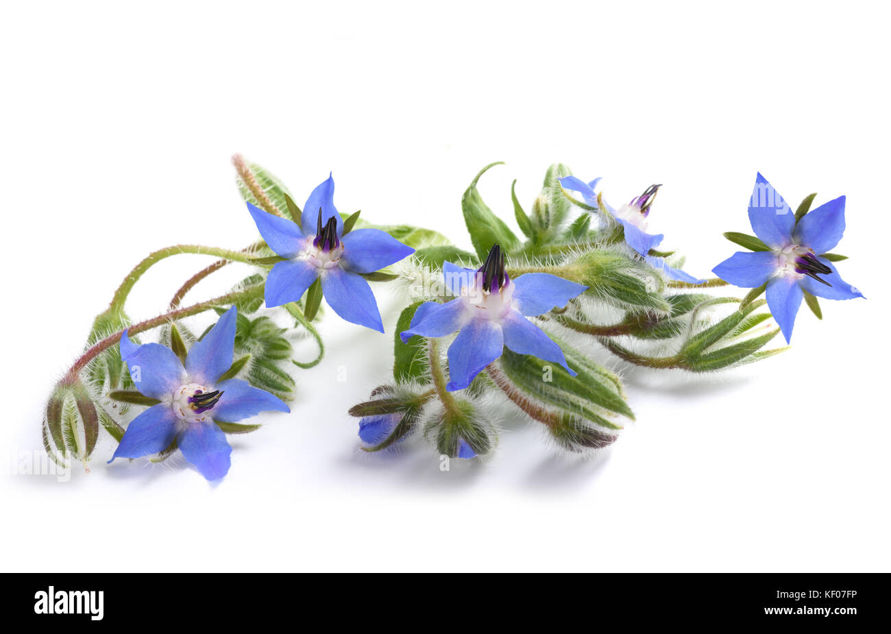 Borage plant (Borago officinalis) isolated on white background Stock ...