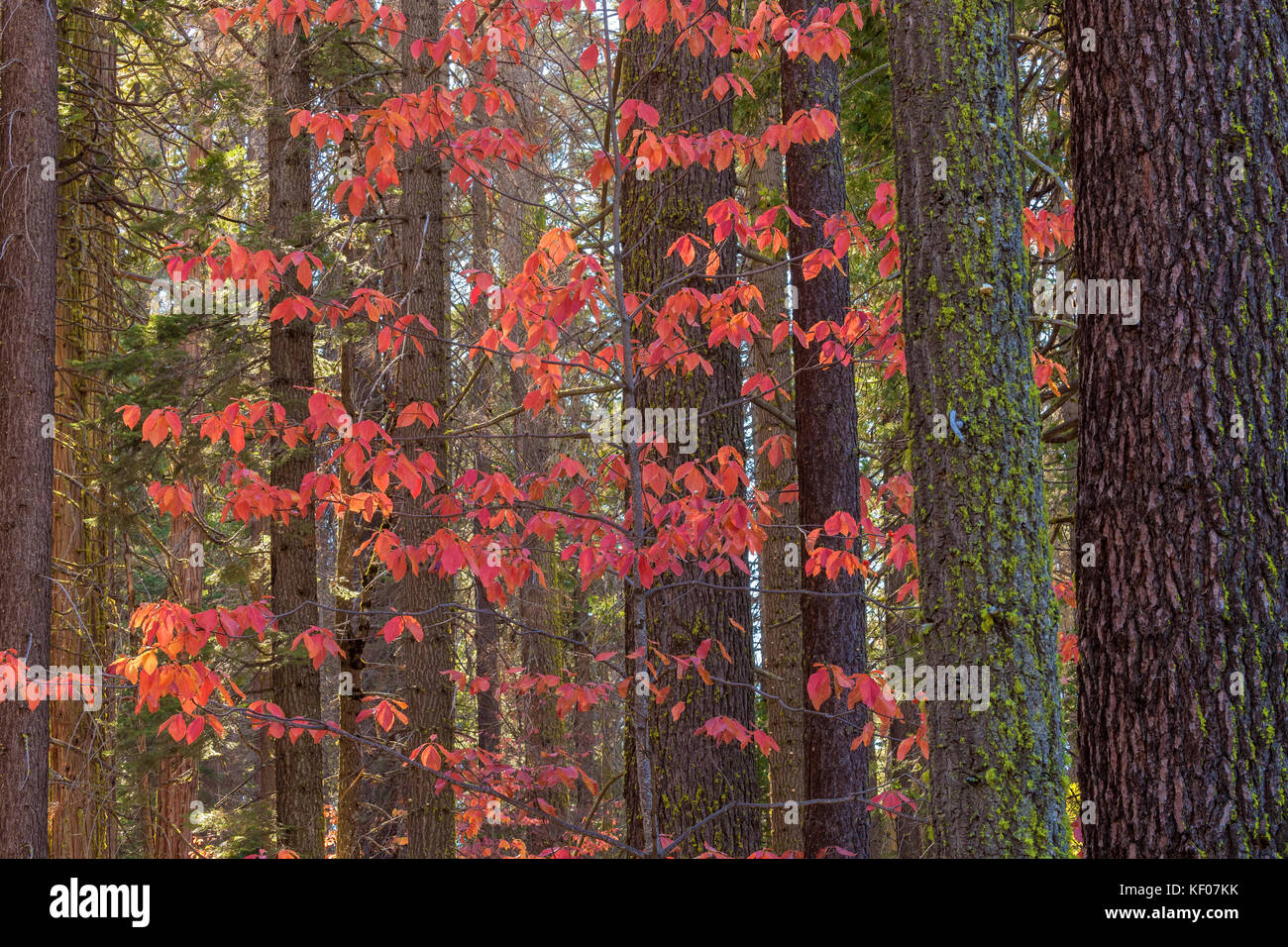 Pacific dogwood (Cornus nuttallii) in their fall foliage among the ...