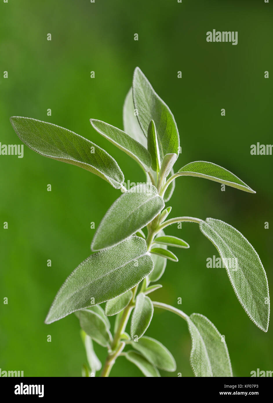 Sage green background hi-res stock photography and images - Alamy