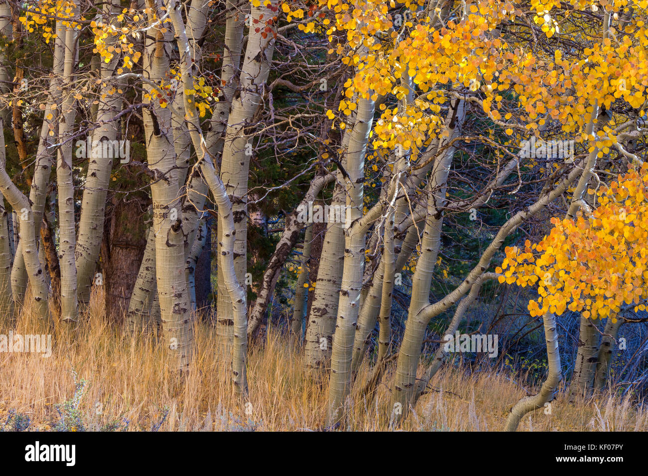 Aspen trees (Populus tremuloides) in their fall foliage, June Lake Loop ...