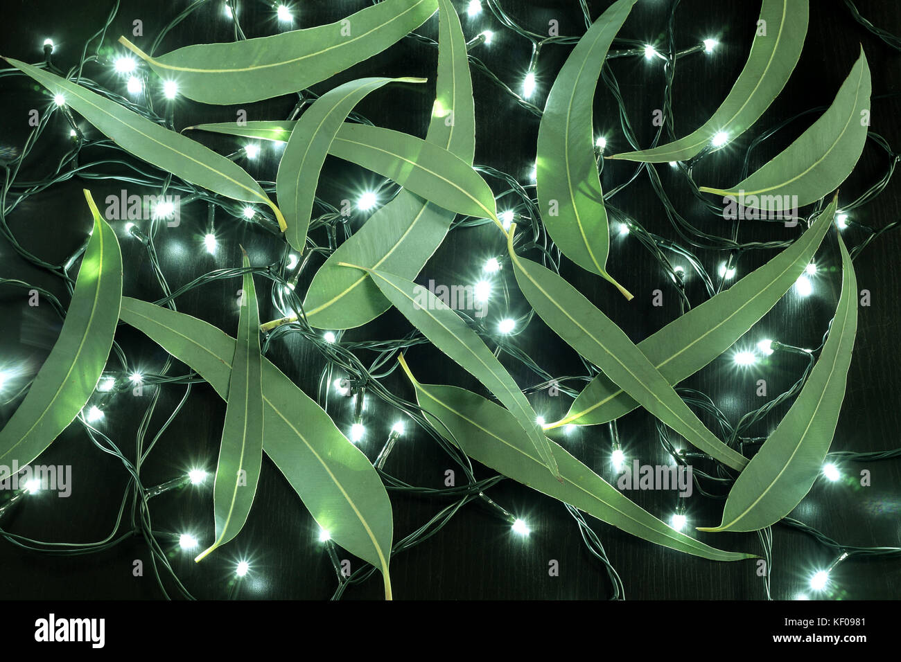 Black gum tree on hi-res stock photography and images - Alamy