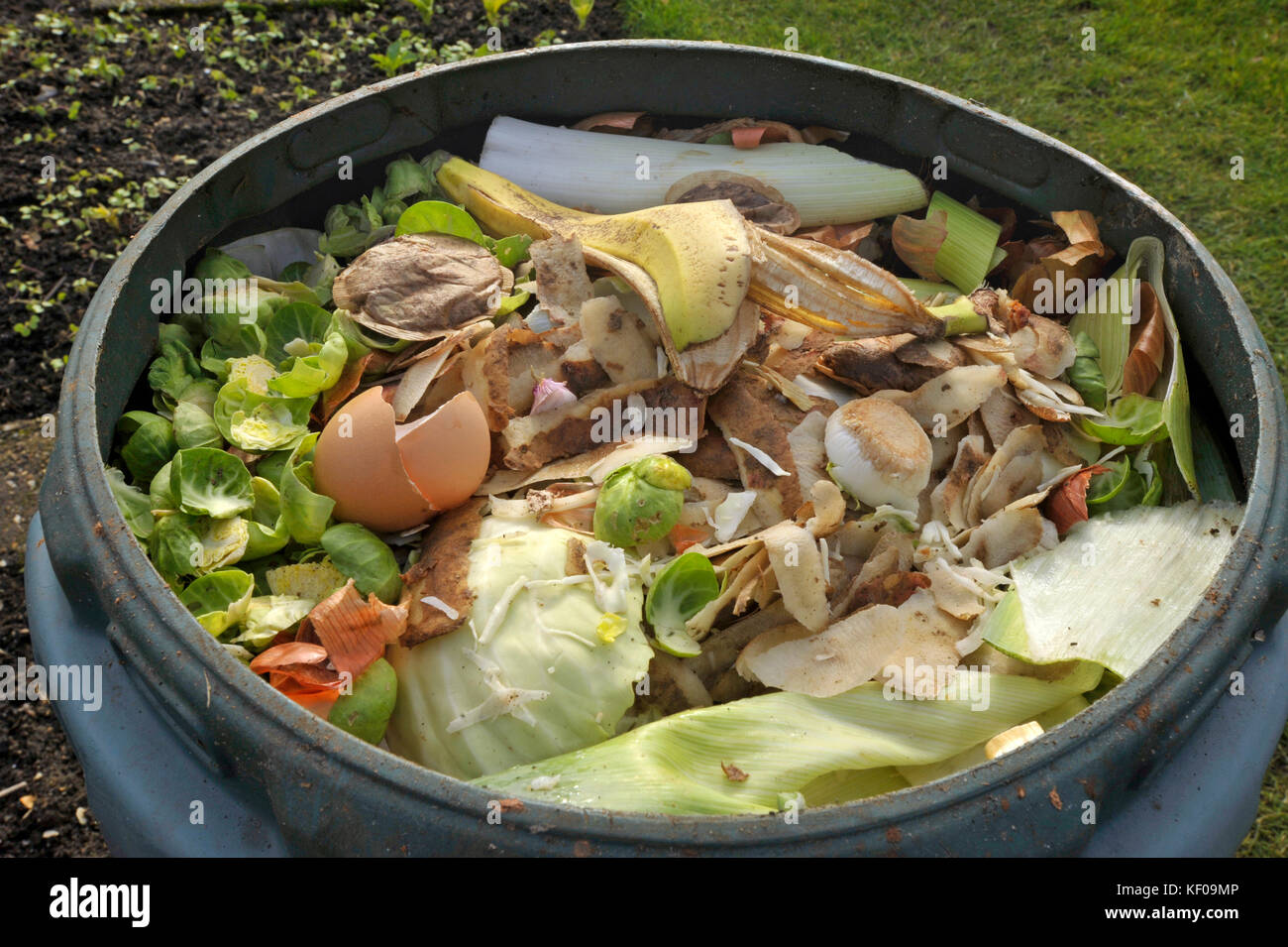 Recycling kitchen food waste in a garden compost bin including fruit ...