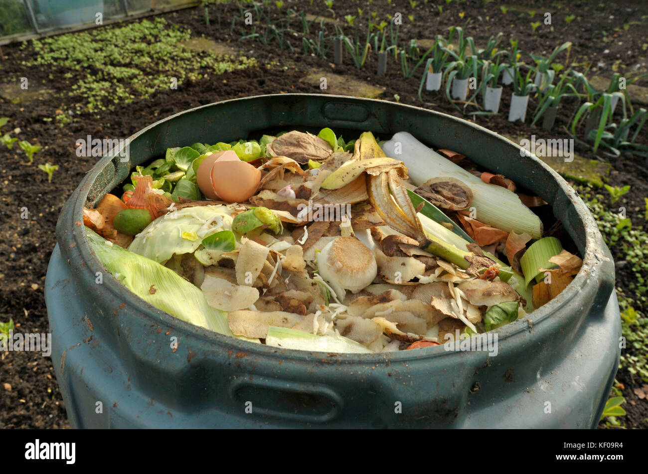 Recycling kitchen food waste in a garden compost bin including fruit ...
