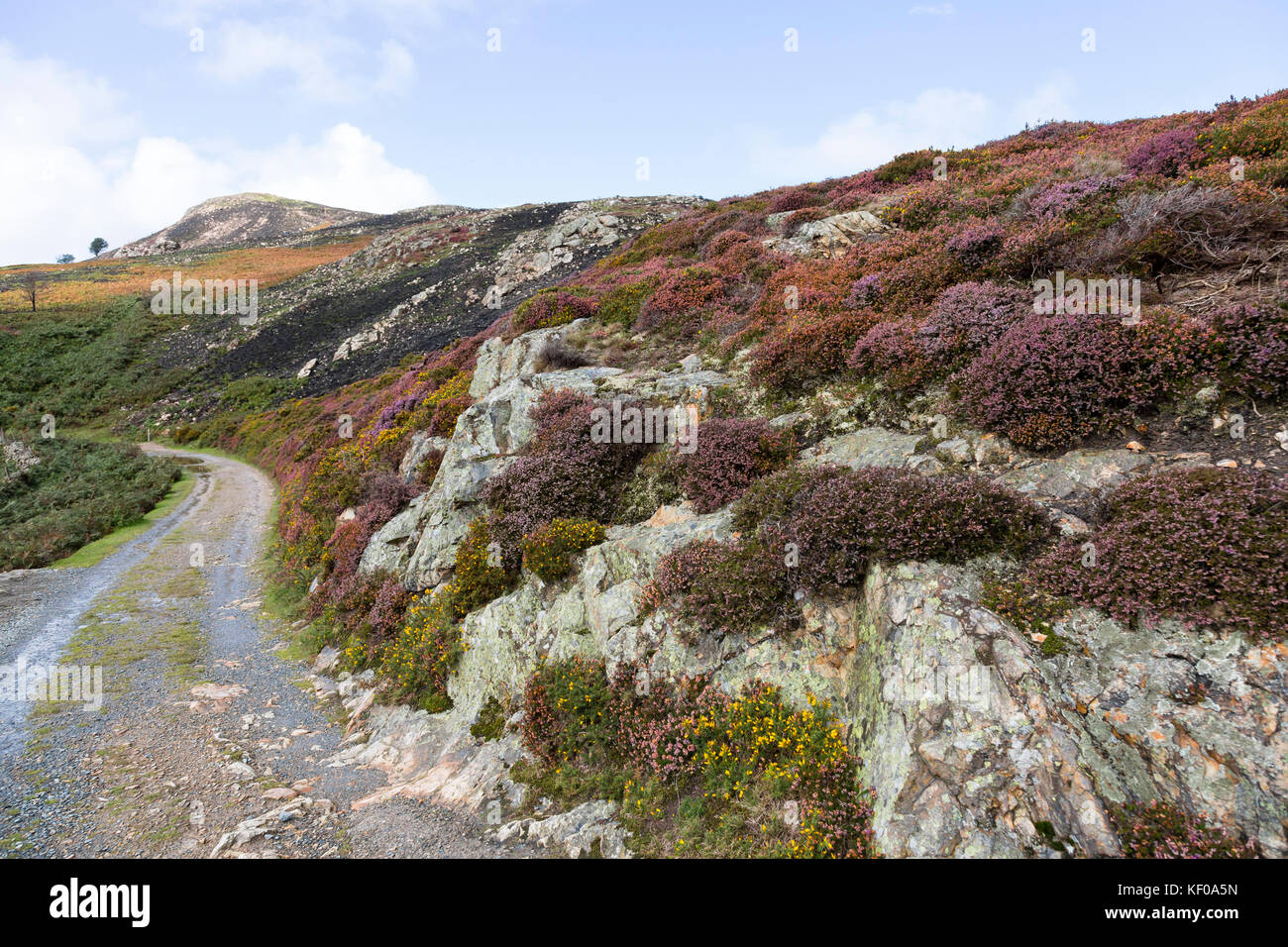 Snowdonia wales heather hi-res stock photography and images - Alamy
