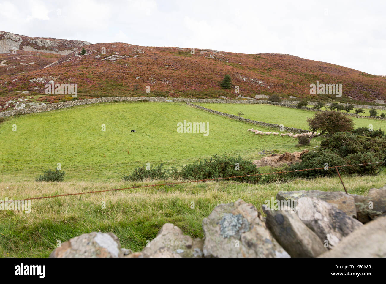 mountain scene at Snowdonia National Park, sheepdog working in field ...
