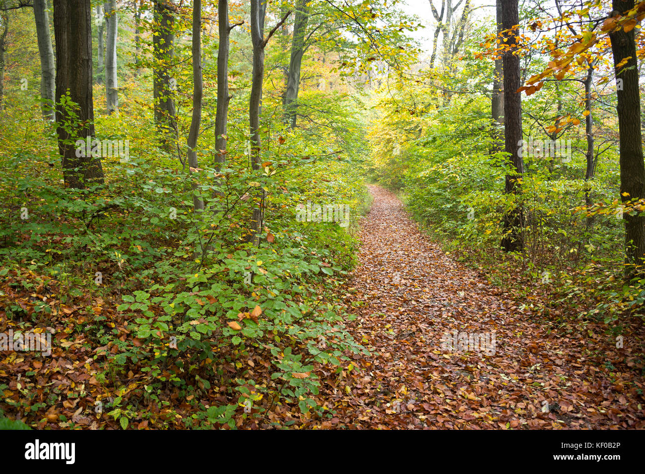 Hiking trail in a deciduous forest on a foggy gloomy day in autumn ...